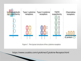 CYTOKINE TYPES And FUNCTION IMMUNE SYSTEM And IMMUNO TECHNOLOGY | PPT
