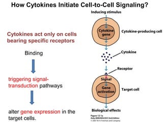 cytokines, a short slide show of an introduction to cytokines | PPT
