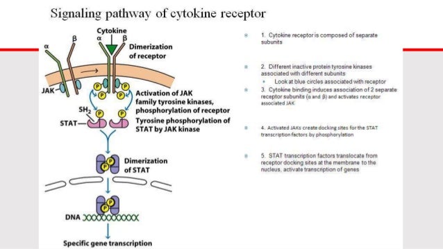 Cytokines