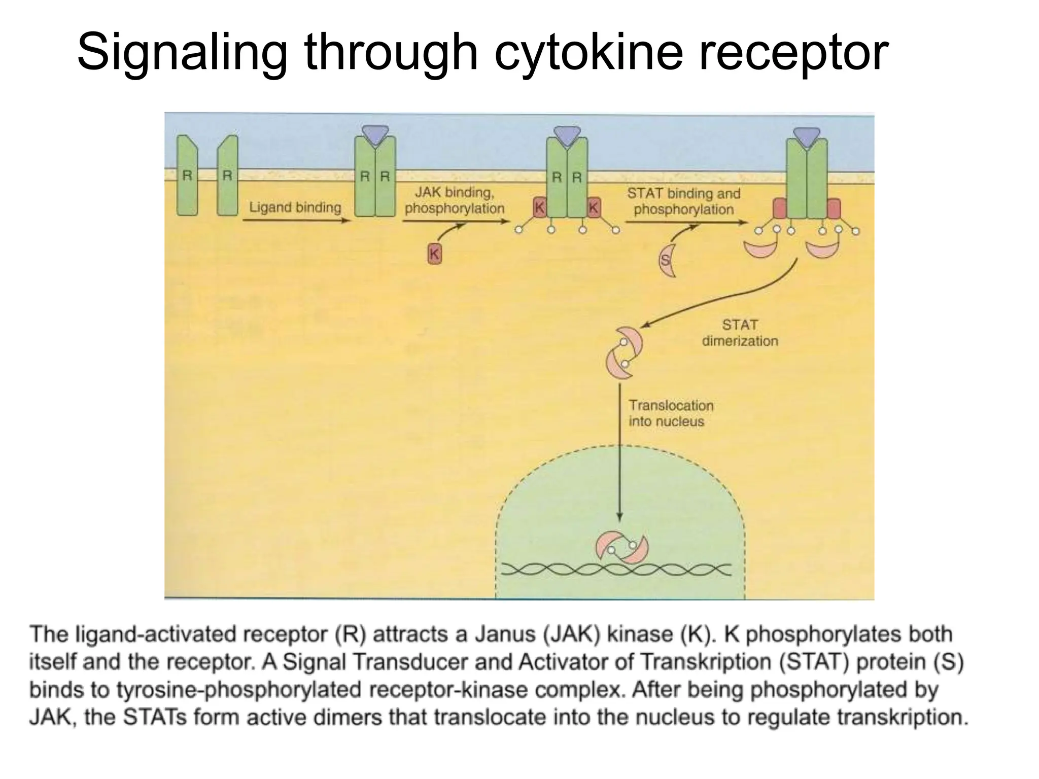 Cytokines-2 (Secreted polypeptide or low molecular weight protein ...