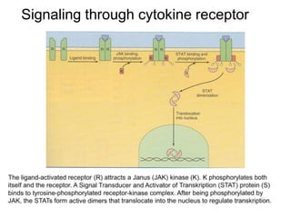 Cytokines-2 (Secreted polypeptide or low molecular weight protein ...