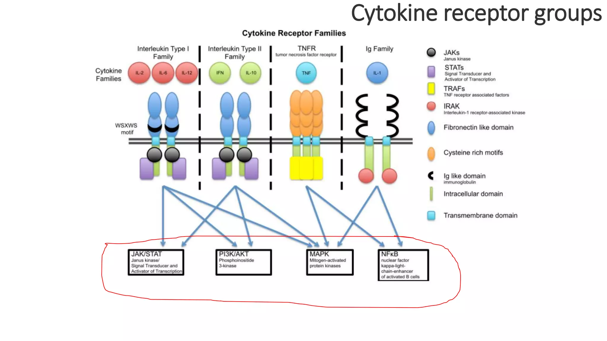 Cytokines and Periodontal Disease | PPTX