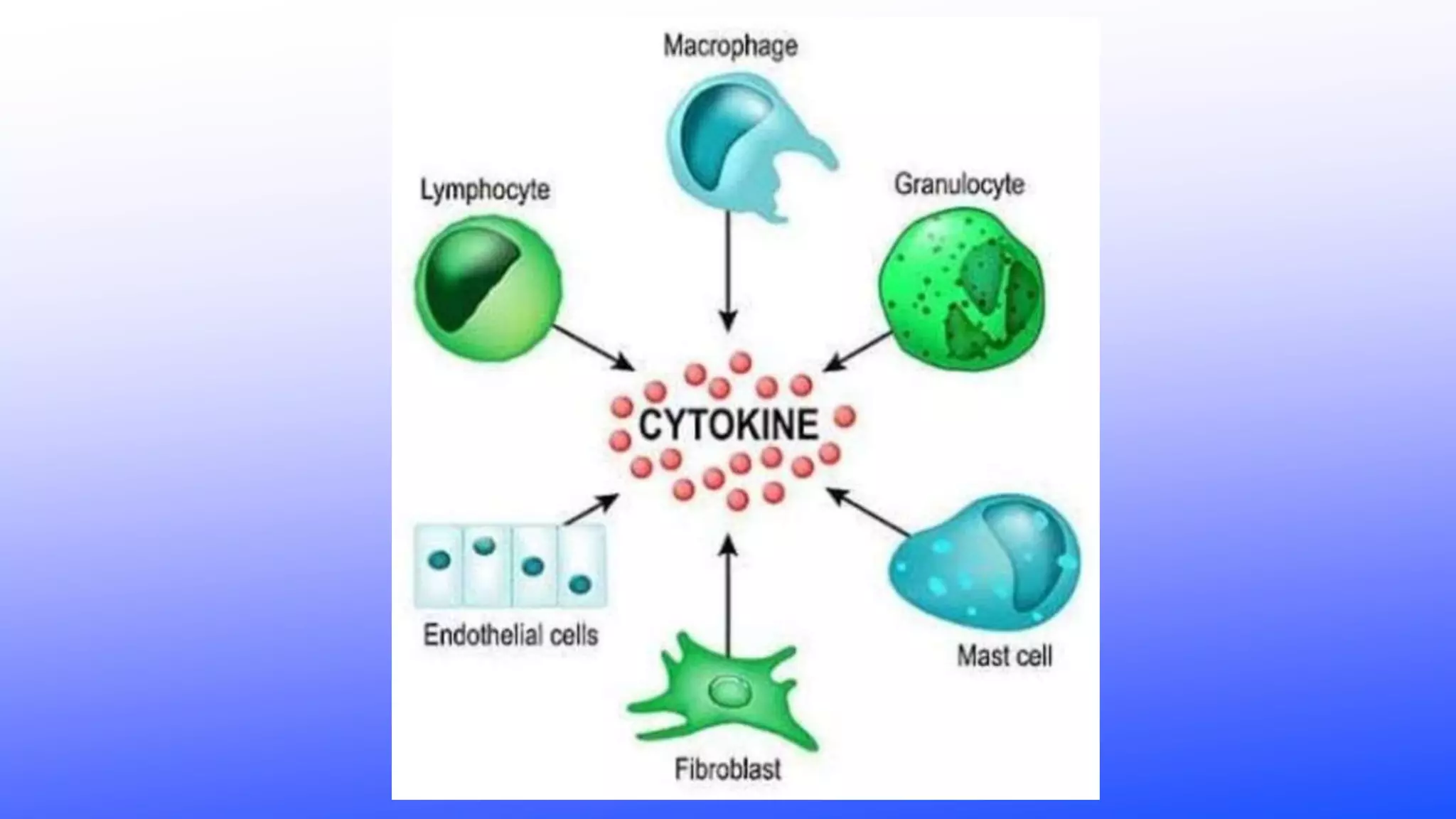 cytokines.pptx