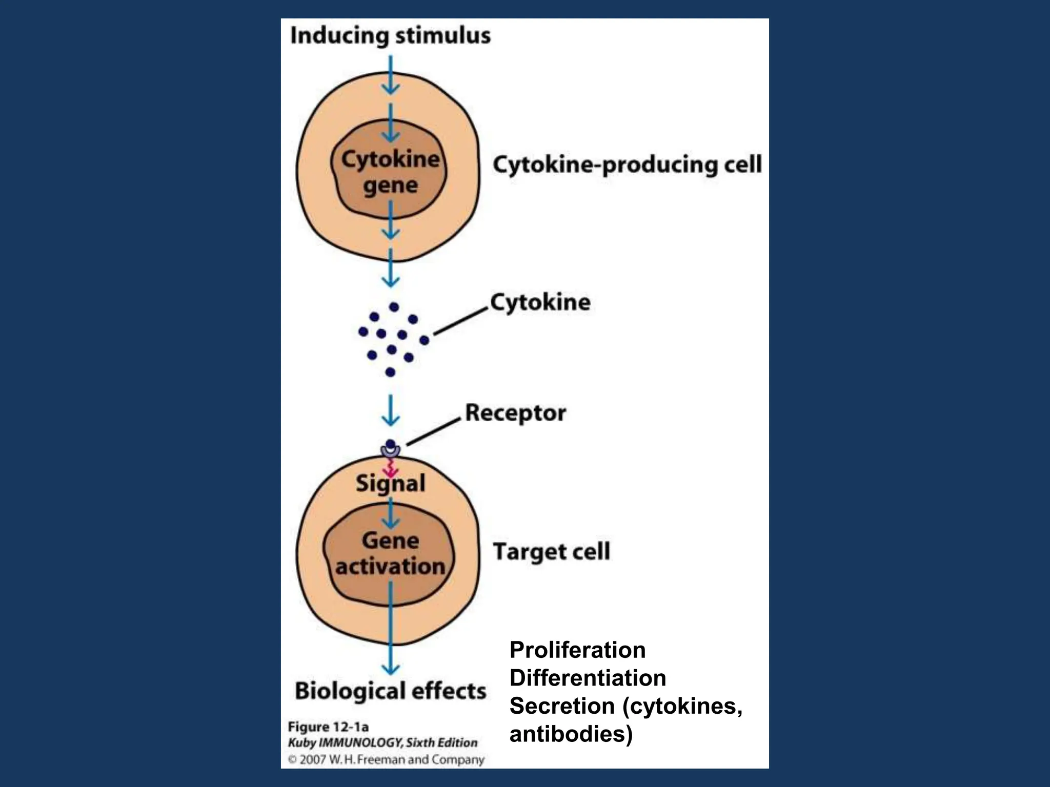 Cytokines (Secreted polypeptide or low molecular weight protein ...