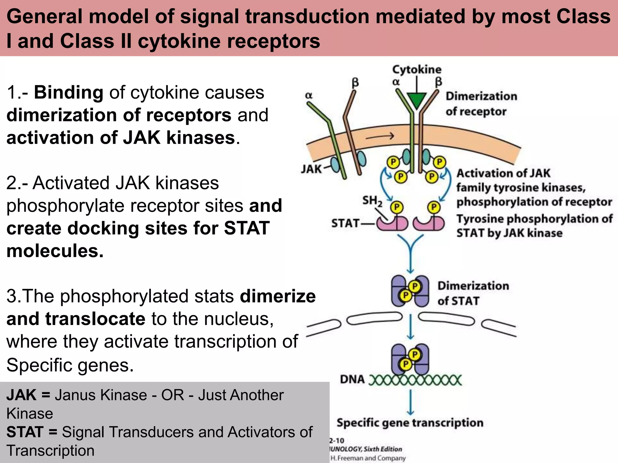Cytokine signaling pathway | PPTX