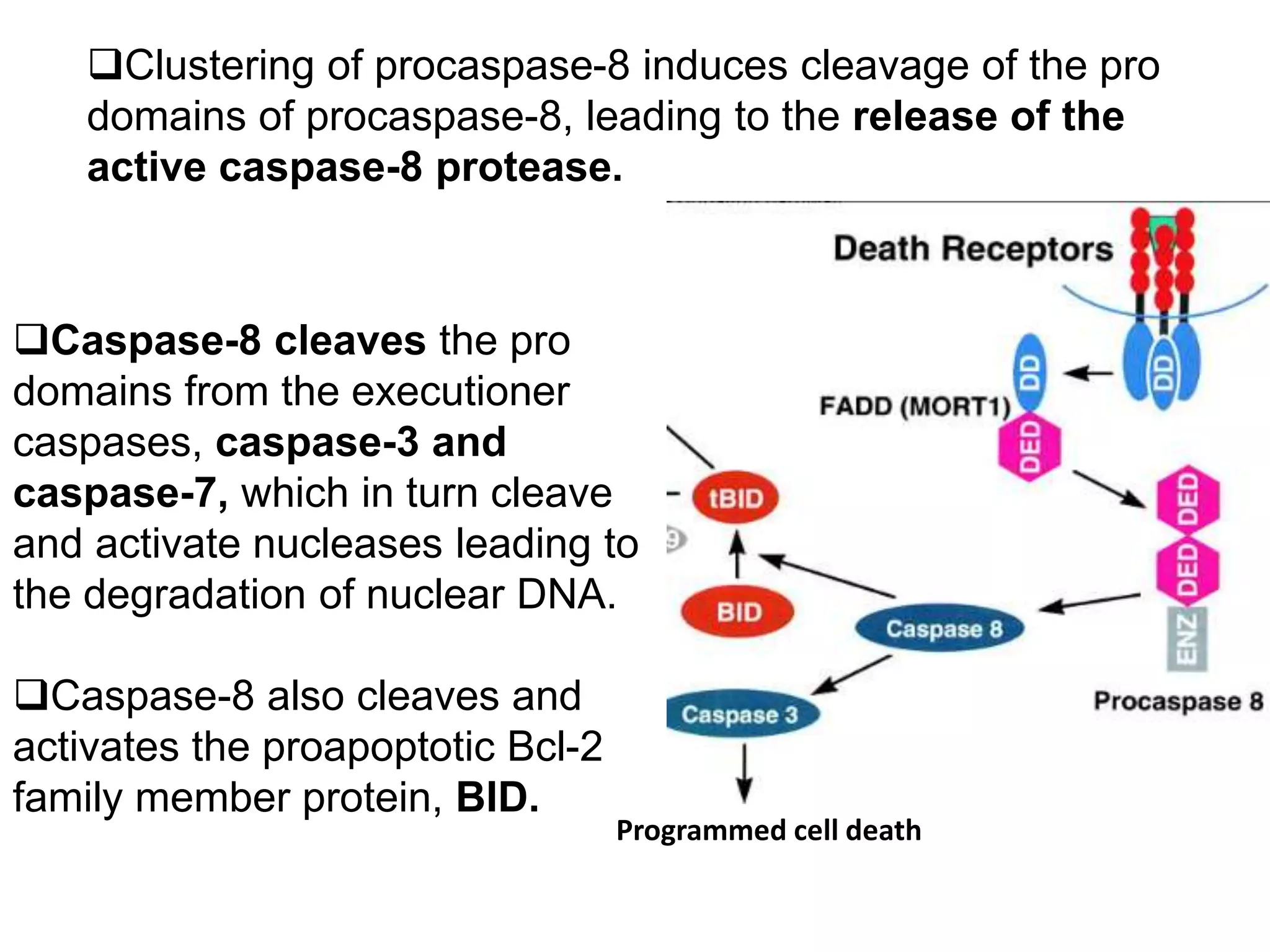 Cytokine signaling pathway | PPTX