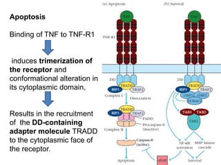Cytokine signaling pathway | PPTX