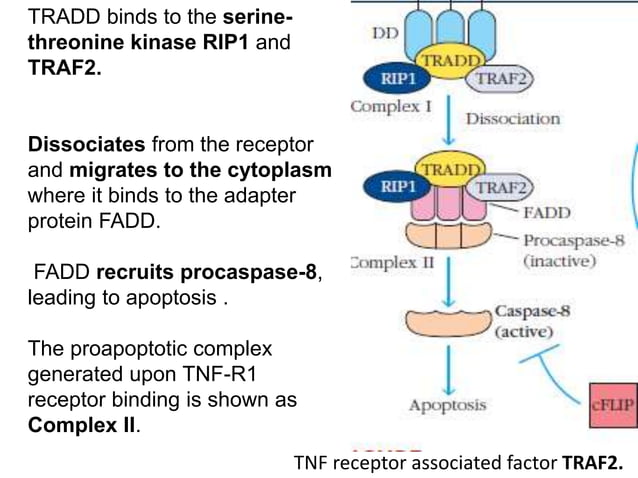 Cytokine signaling pathway