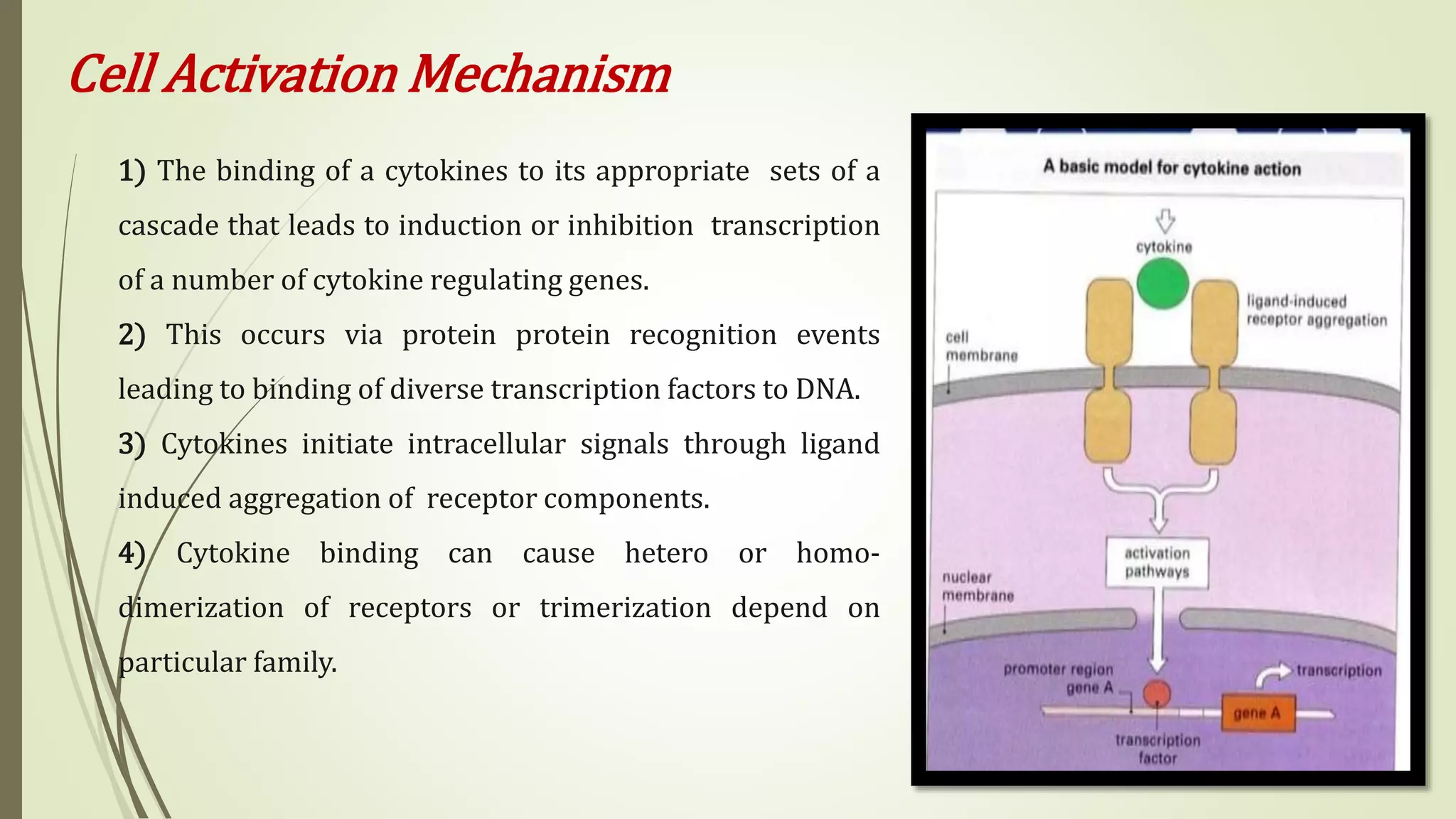 cytokines presentation 1.pptx