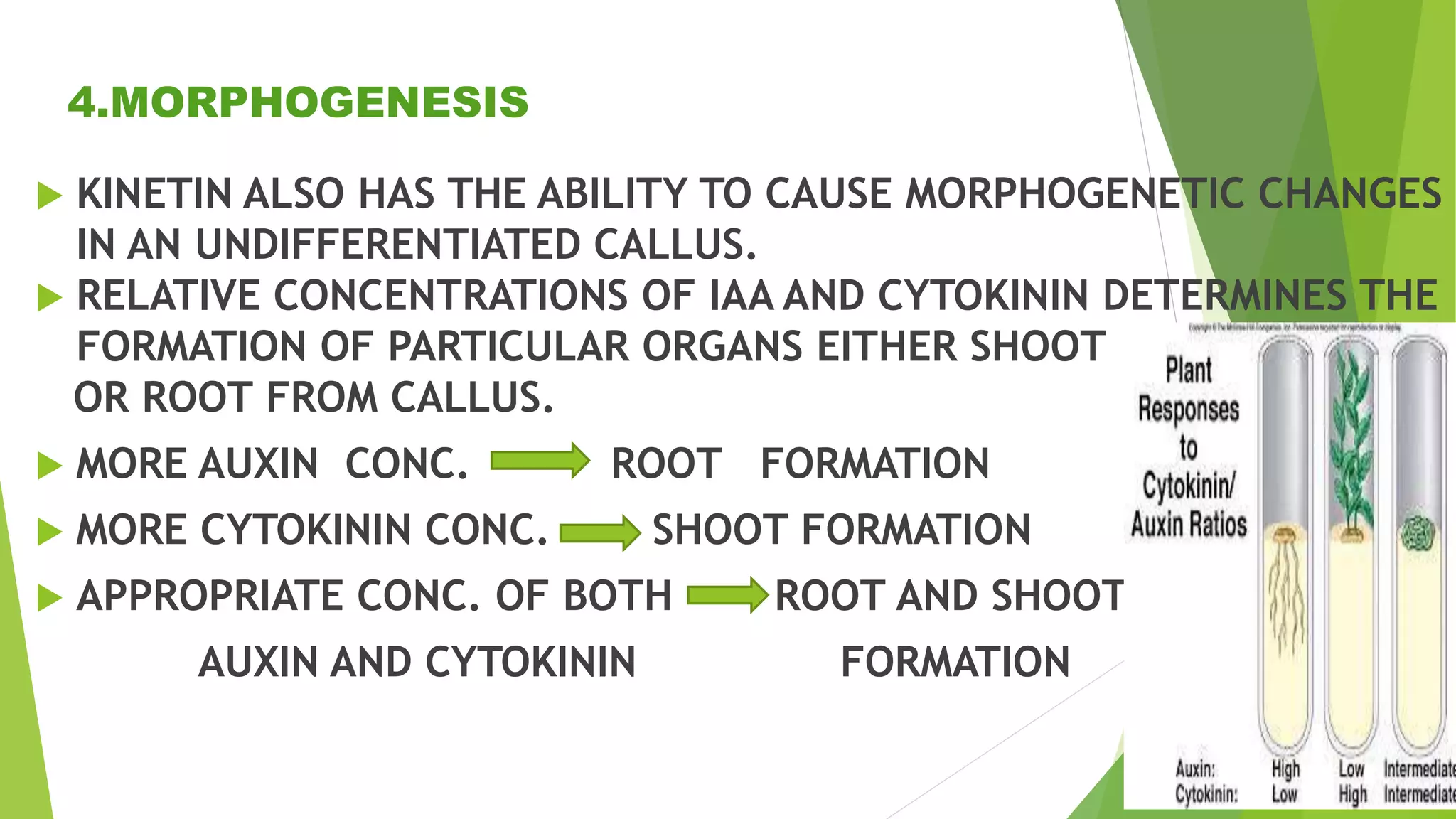 Cytokinin | PPTX