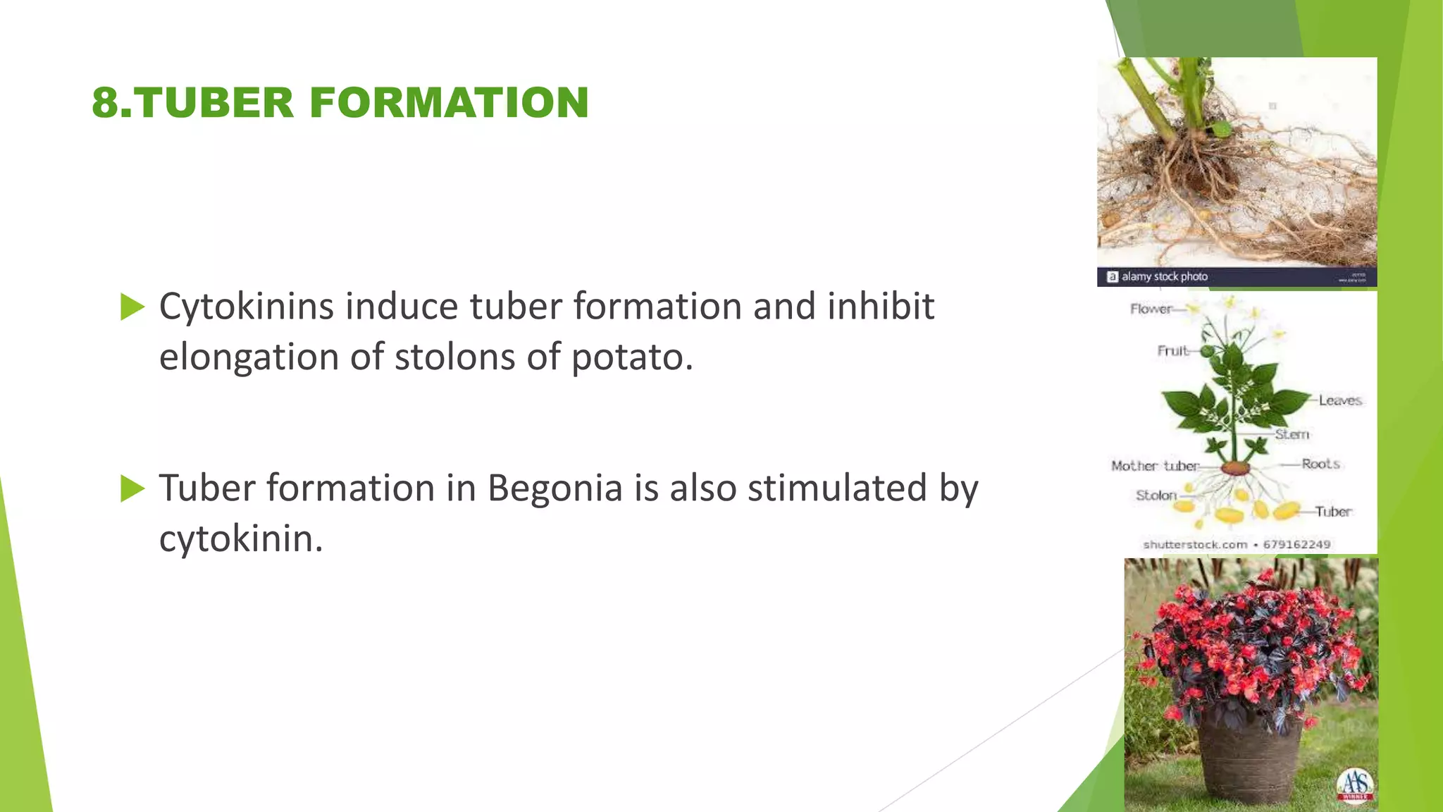 Cytokinin | PPTX