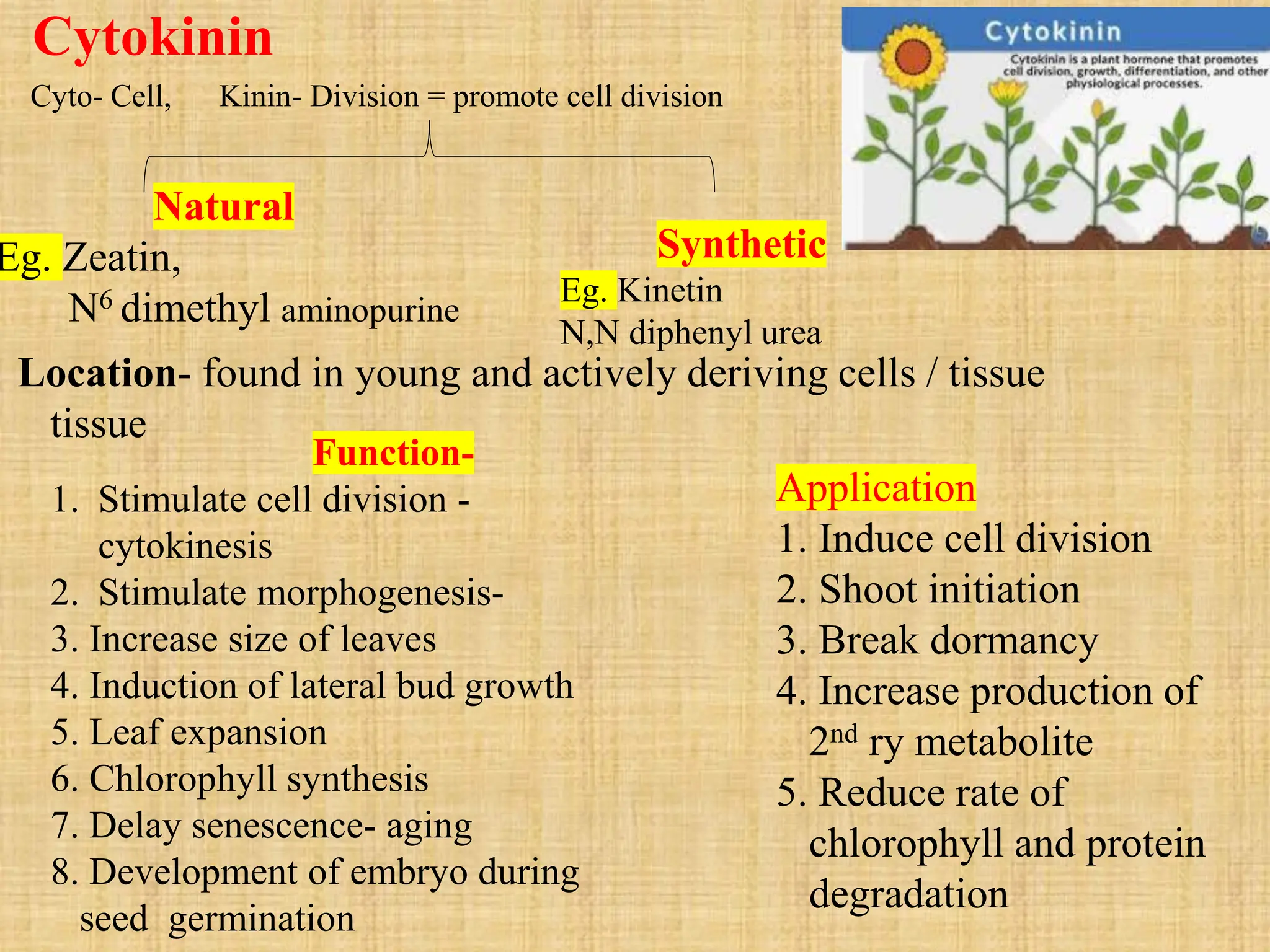 Cytokinin longitudinal plant growth regulator | PDF
