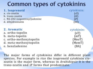 Cytokinin.pptx