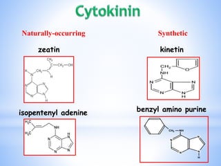 Cytokinin | PPTX