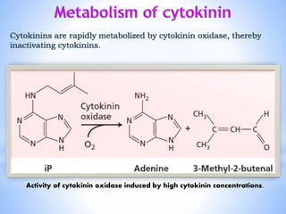 Cytokinin | PPTX