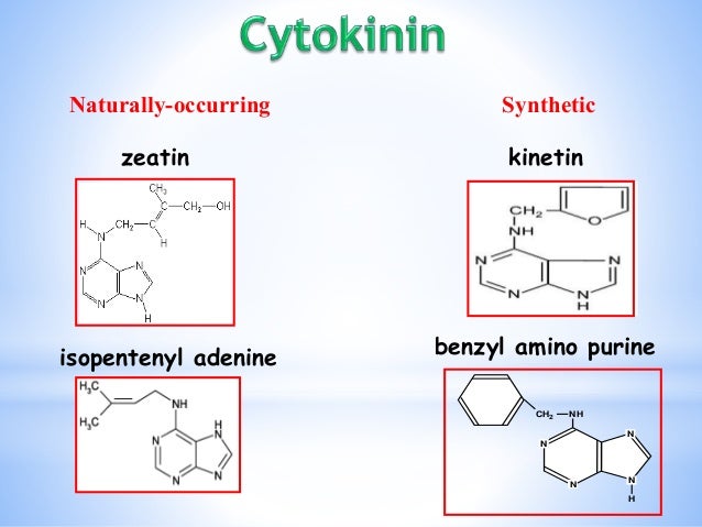 Cytokinin