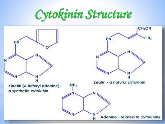 Cytokinin