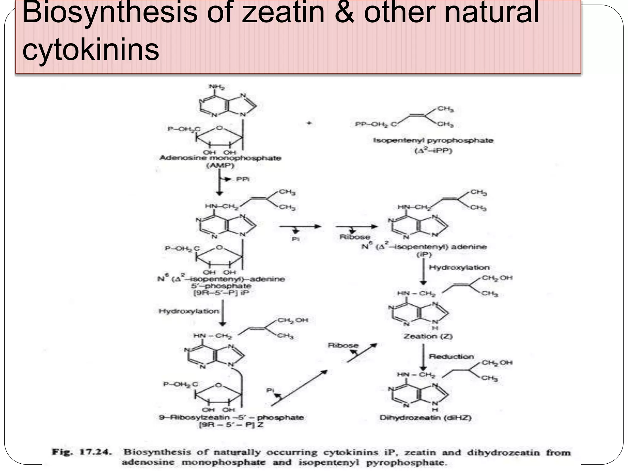Cytokinins | PPTX