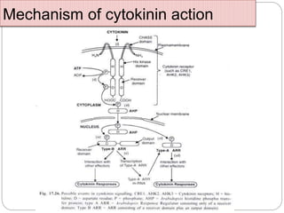 Cytokinins | PPTX