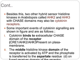 Cytokinins | PPTX