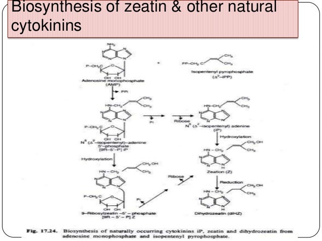 Cytokinins