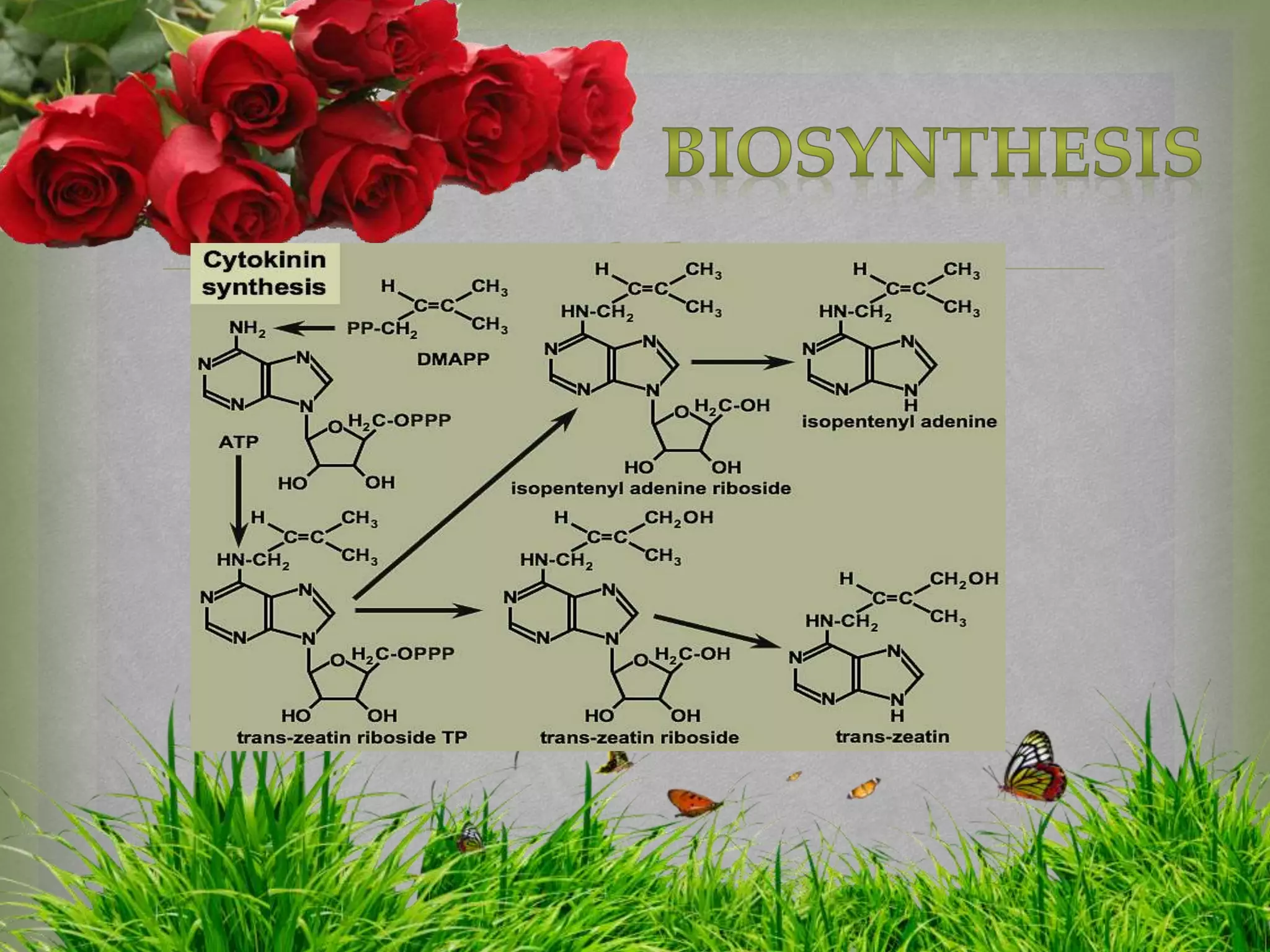 Cytokinins | PPTX