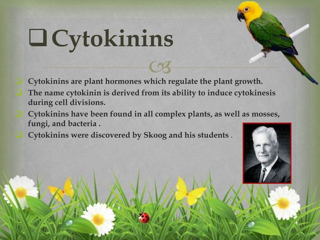 Cytokinins | PPT