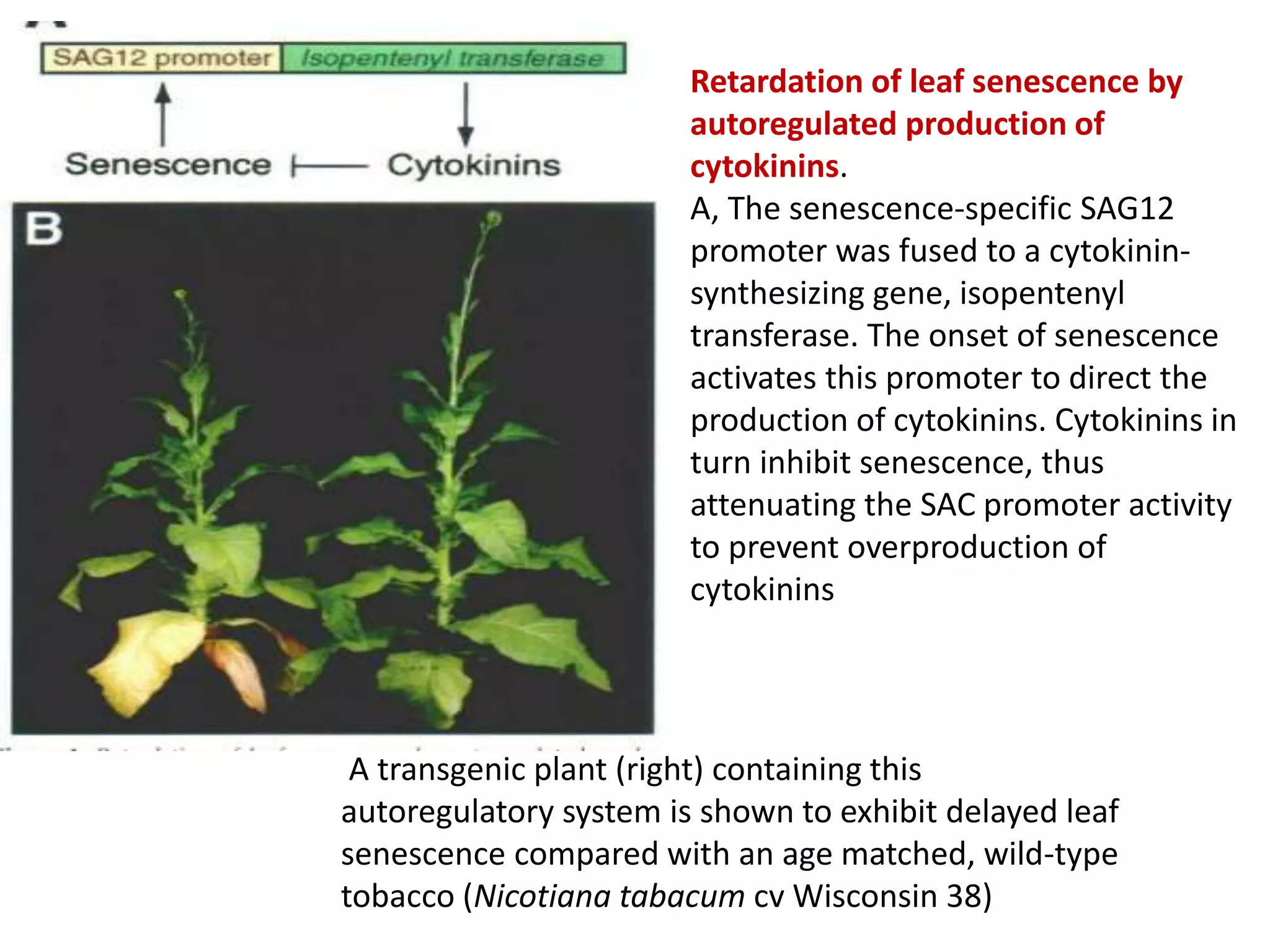 ROLE OF CYTOKININS IN RETARDING LEAF SENESCENCE | PPTX