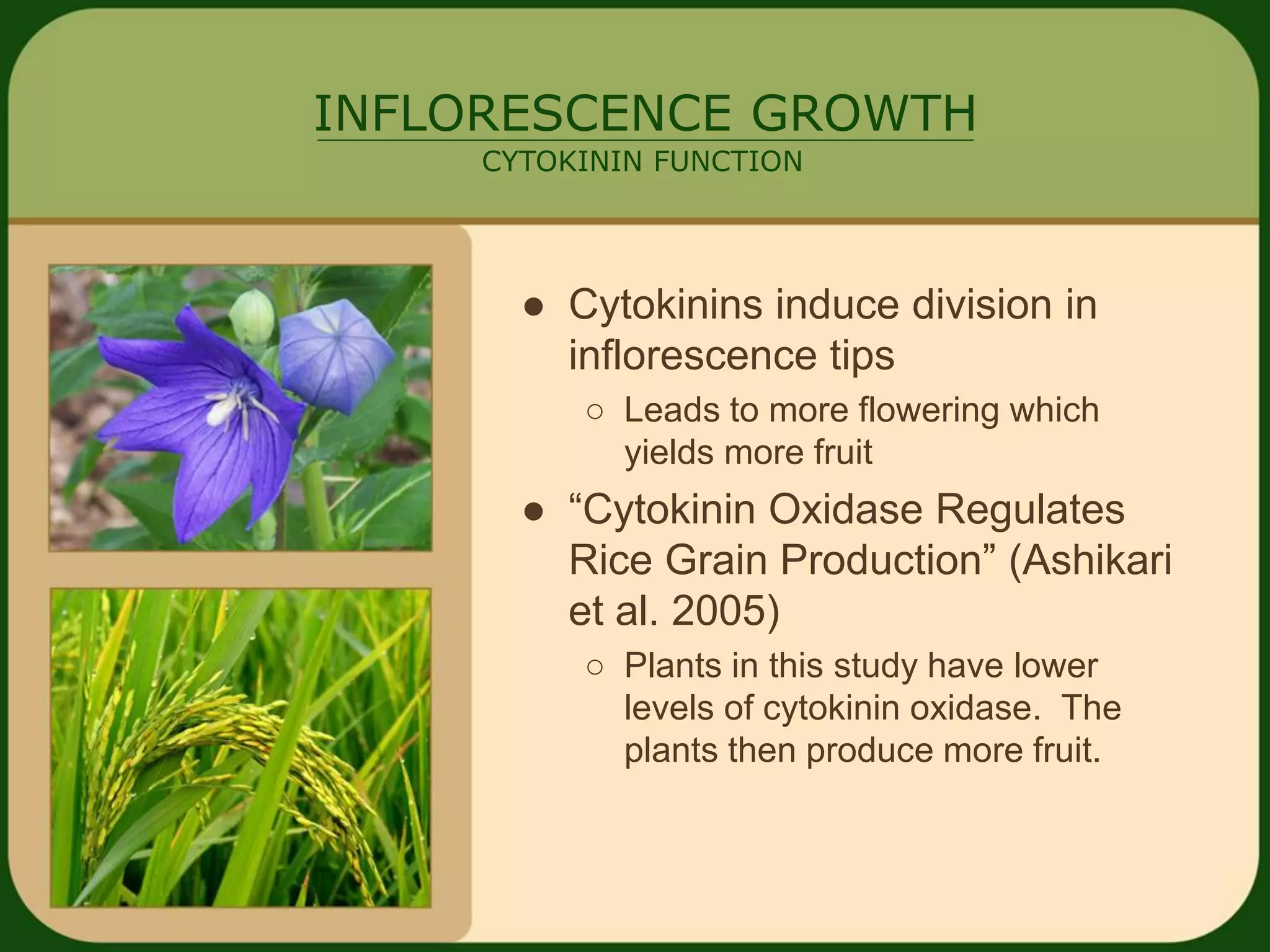 Cytokinins | PDF