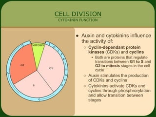 Cytokinins | PDF