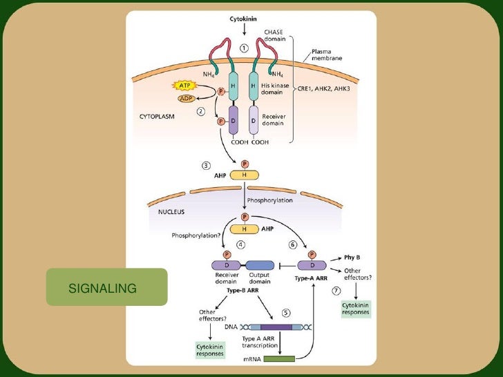 Cytokinins