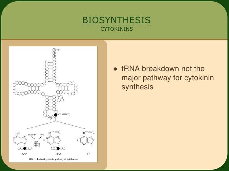 Cytokinins