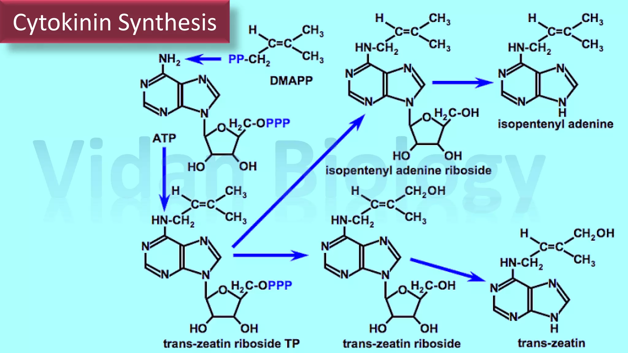 Cytokinin plant hormones complete | PDF