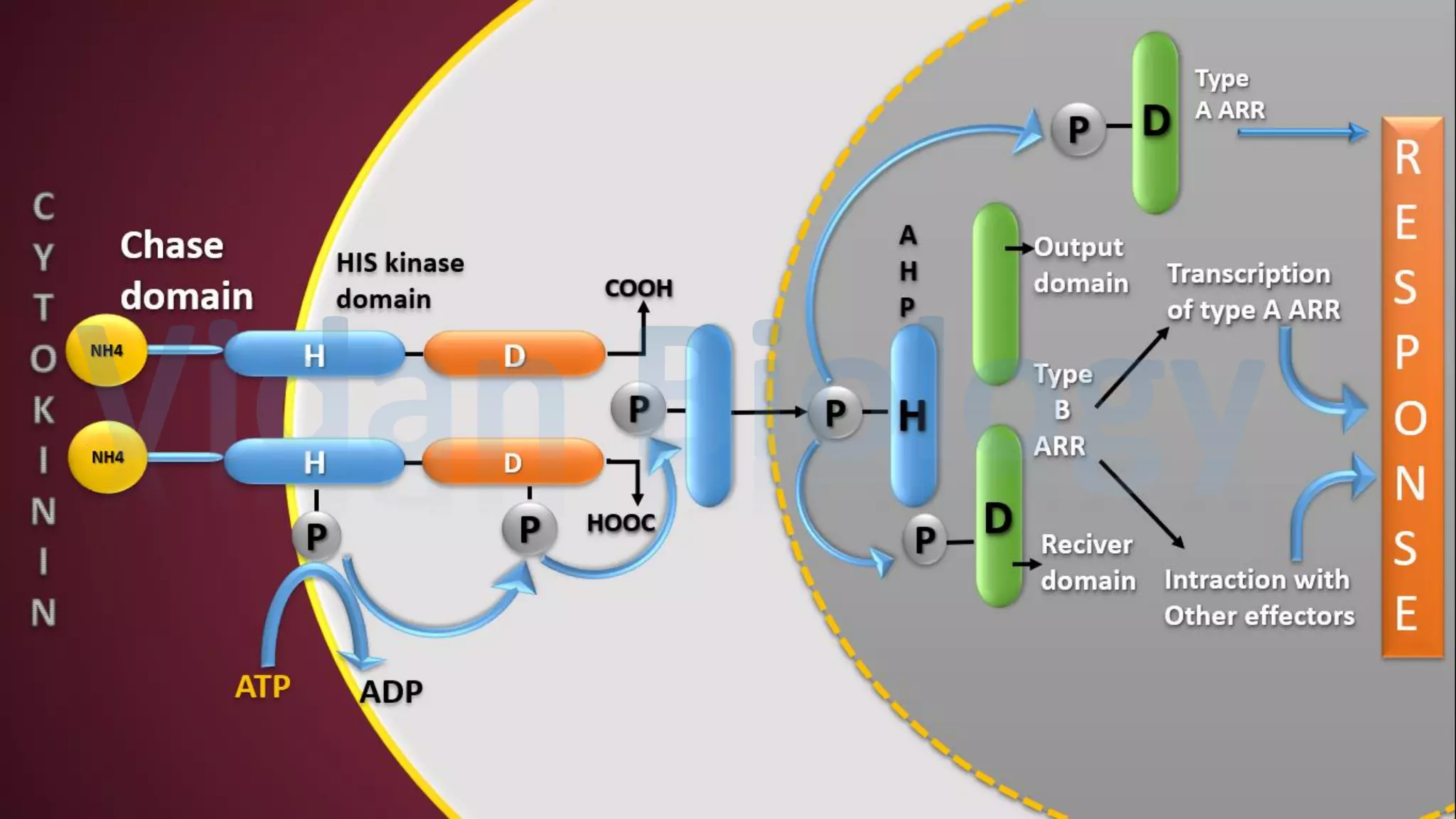 Cytokinin plant hormones complete | PDF