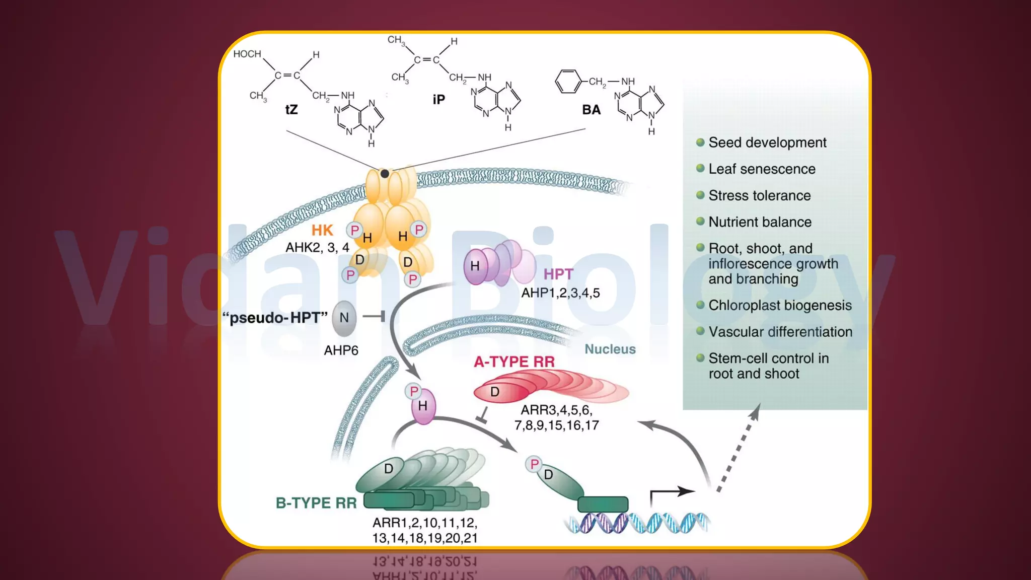 Cytokinin plant hormones complete | PDF