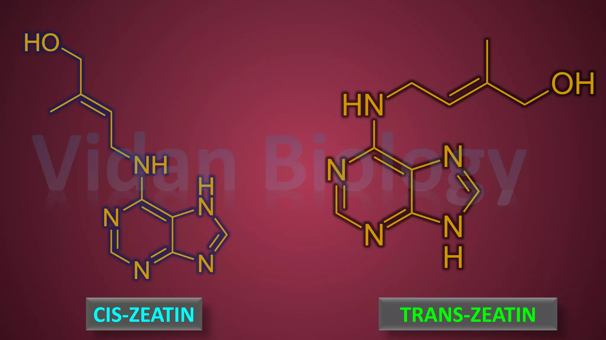 Cytokinin plant hormones complete | PDF