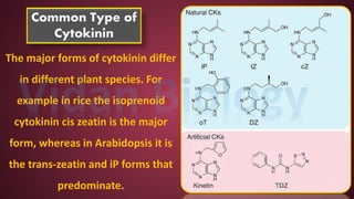 Cytokinin plant hormones complete | PDF