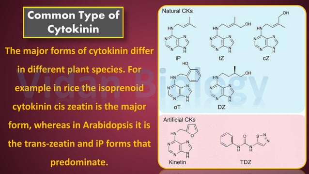 Cytokinin plant hormones complete | PDF
