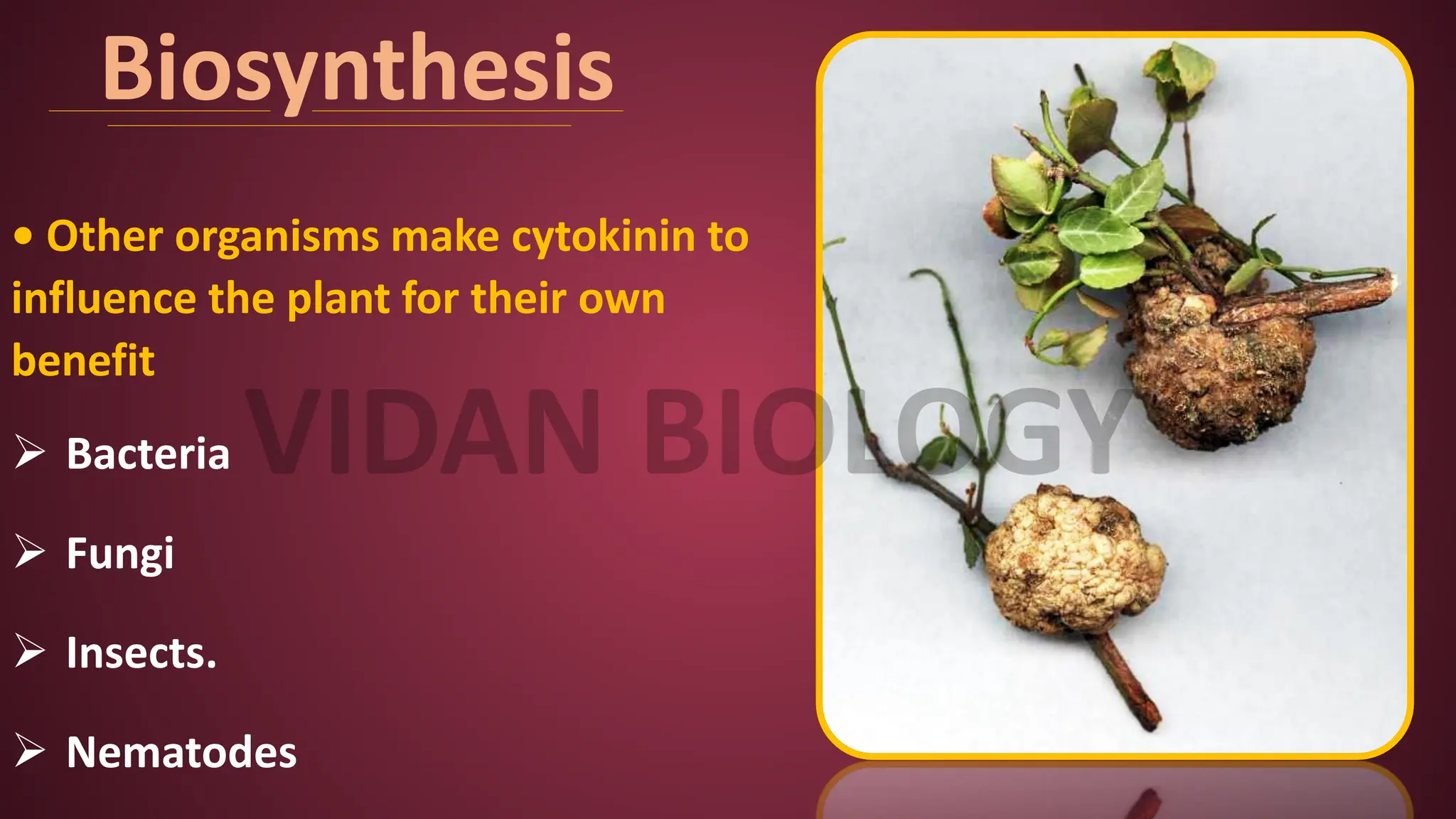 Cytokinin Plant Hormones | PDF