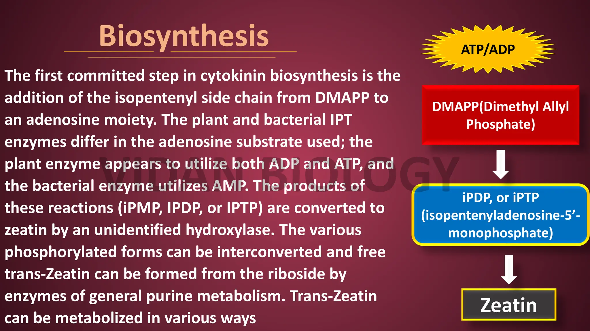Cytokinin Plant Hormones | PDF
