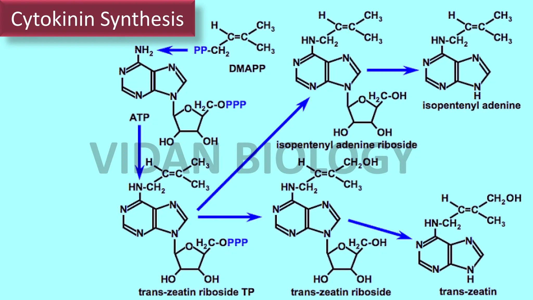 Cytokinin Plant Hormones | PDF