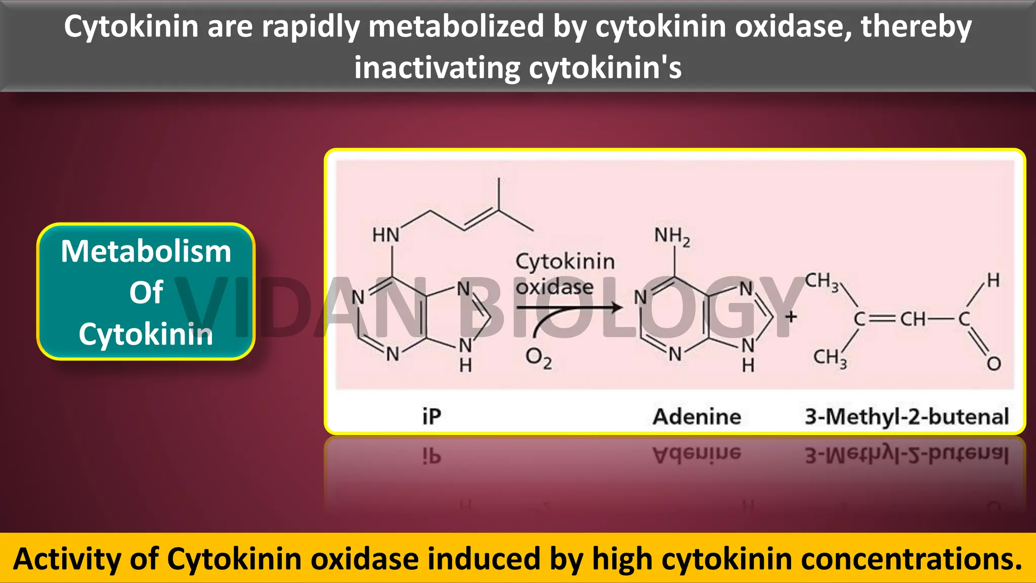 Cytokinin Plant Hormones | PDF
