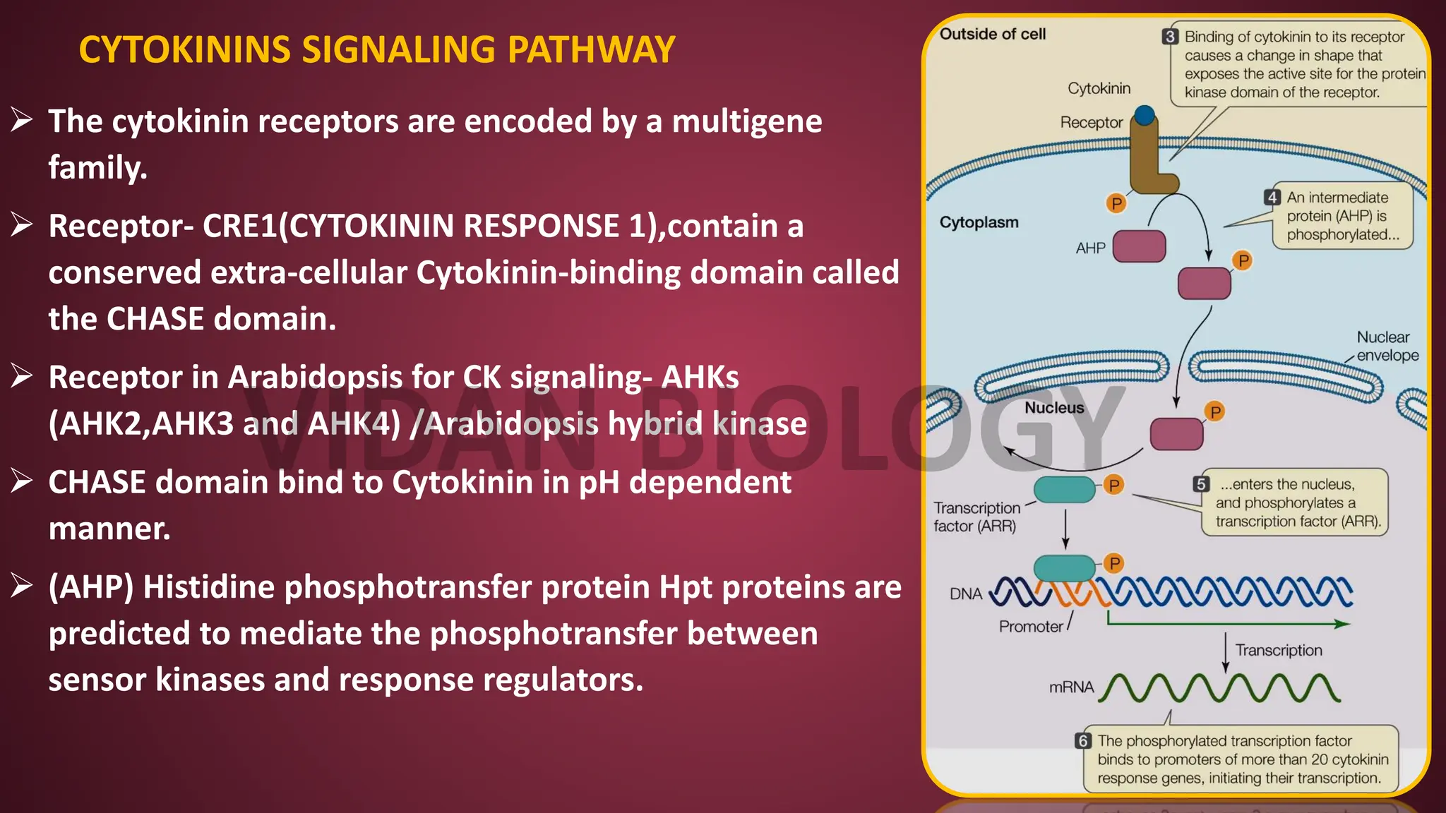 Cytokinin Plant Hormones | PDF