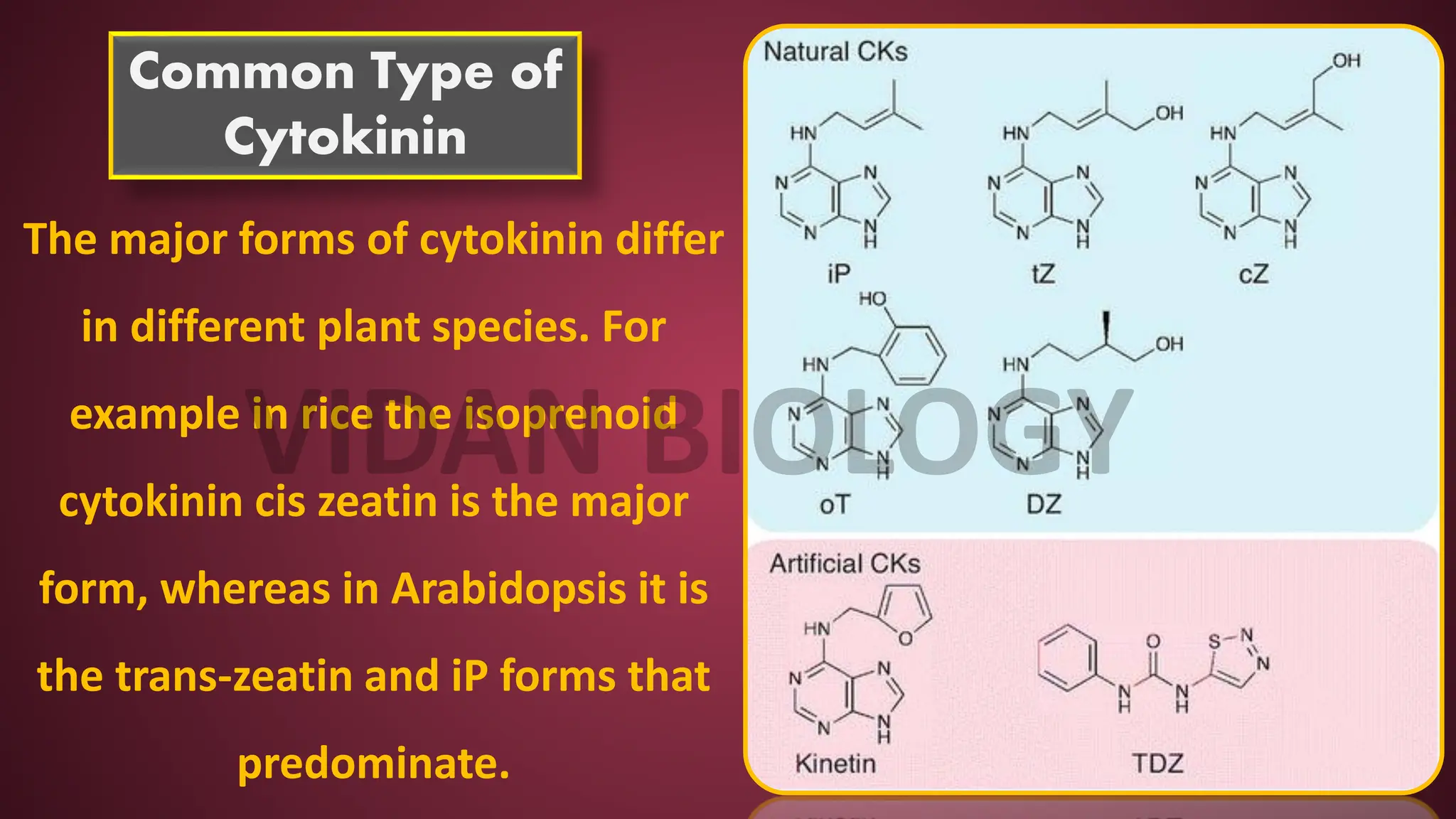 Cytokinin Plant Hormones | PDF