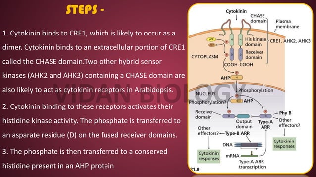 Cytokinin Plant Hormones | PPT