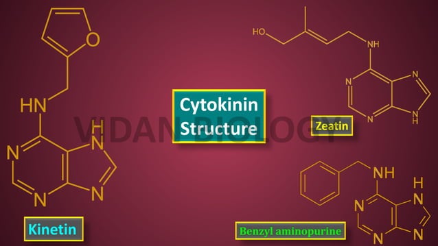 Cytokinin Plant Hormones | PDF | Biological Sciences | Science
