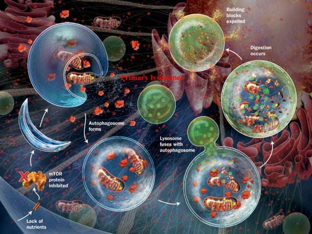 Basic cytology | PPT | Biological Sciences | Science