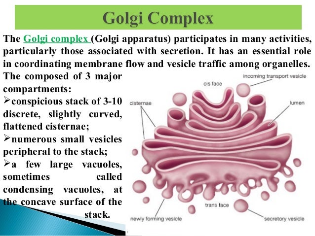 Basic cytology
