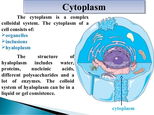 Basic cytology