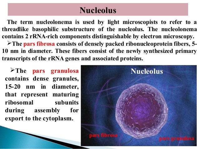 Basic cytology